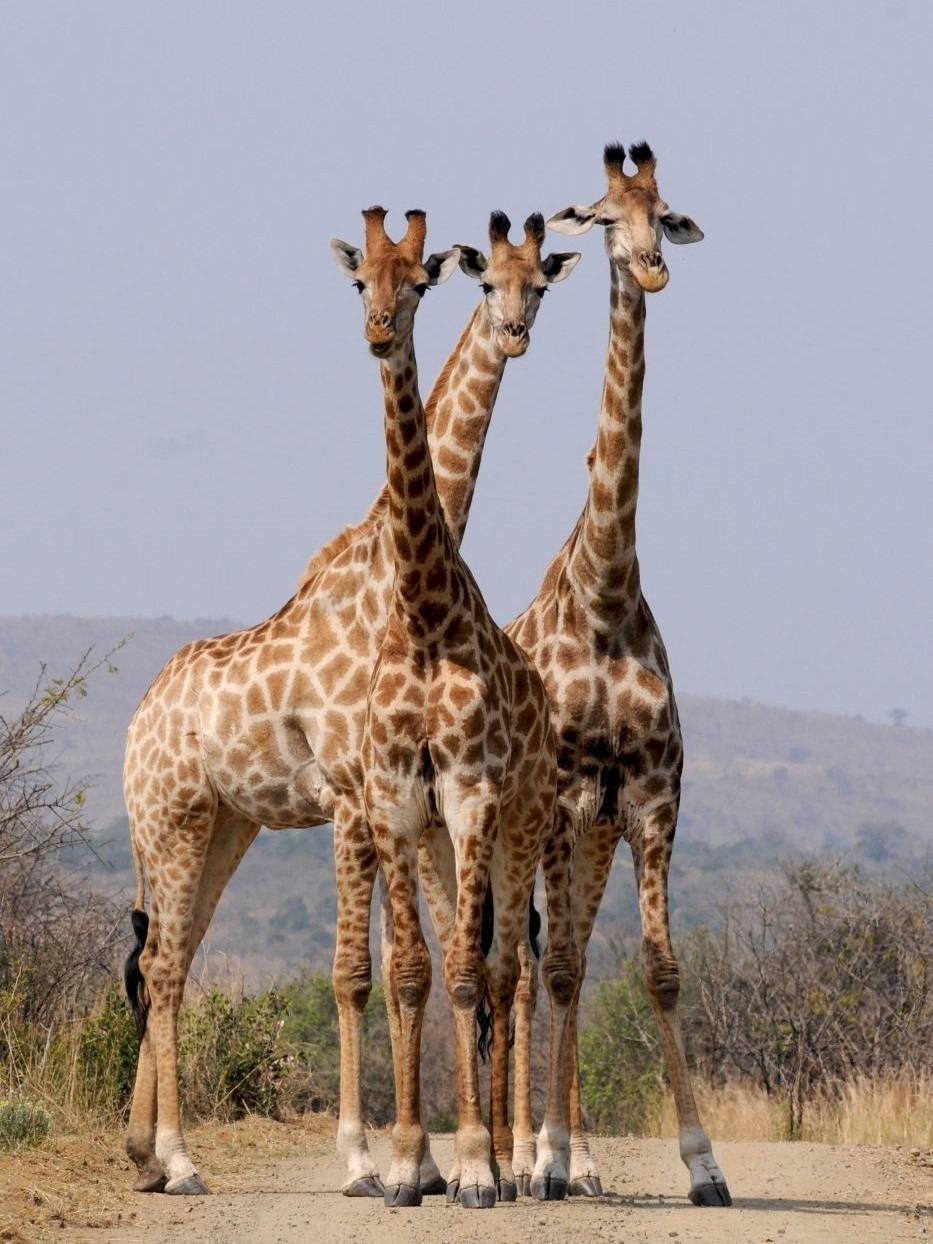 Activities on Langkloof – Langkloof Safaris and Outfitters